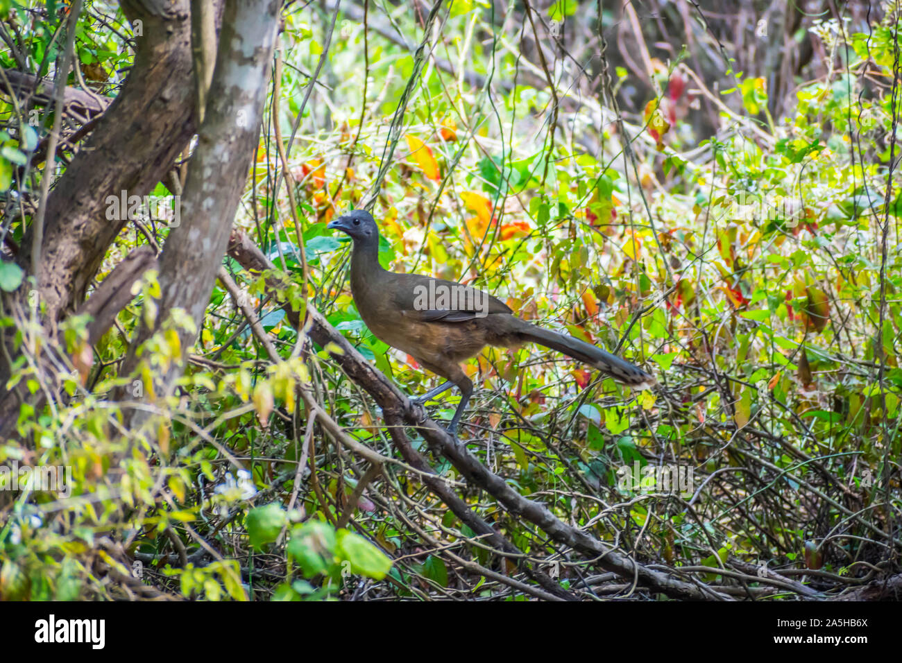 Plain Chachalaca High Resolution Stock Photography and Images - Alamy