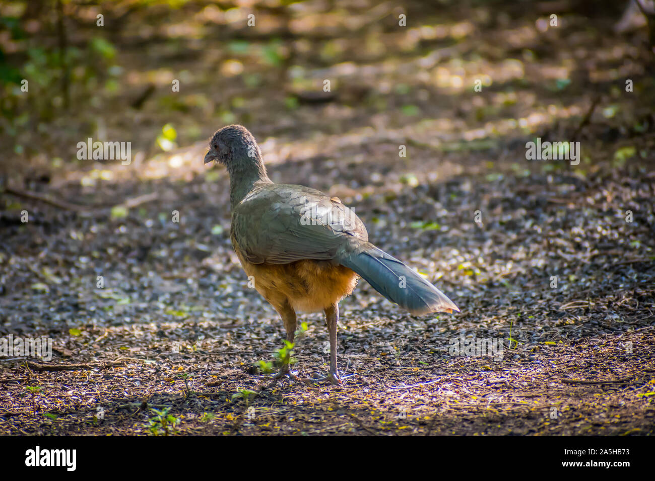 A Plain Chachalaca bird in Frontera Audubon Society, Texas Stock Photo ...