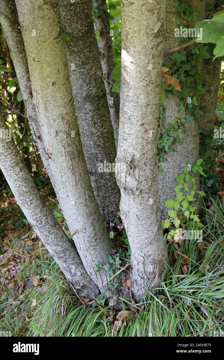 sweet chestnut trunks Stock Photo - Alamy