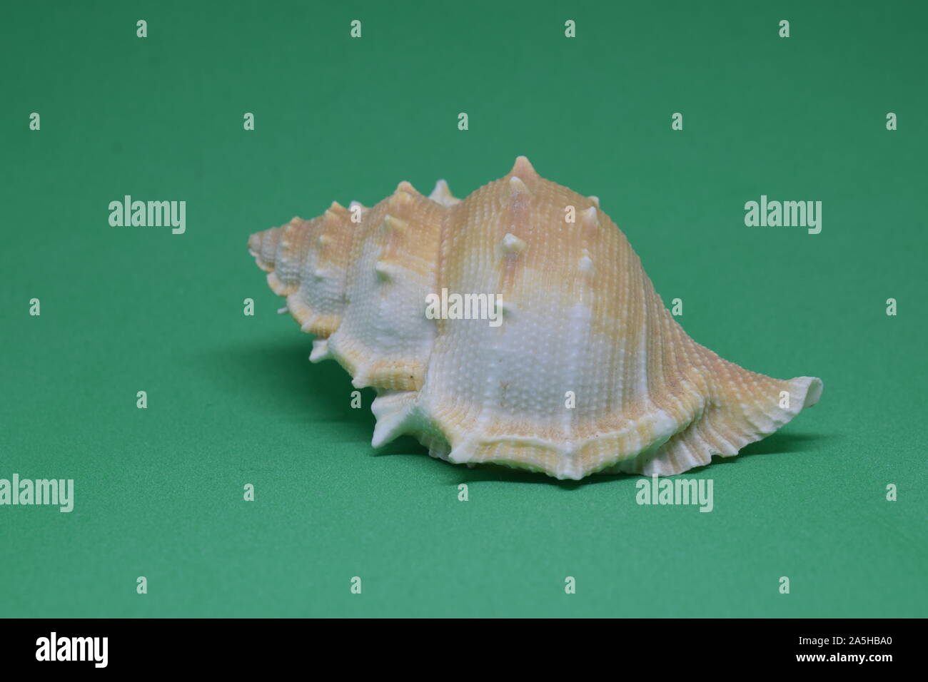 Sea conch full frontal view of marine fossils on green background Stock ...