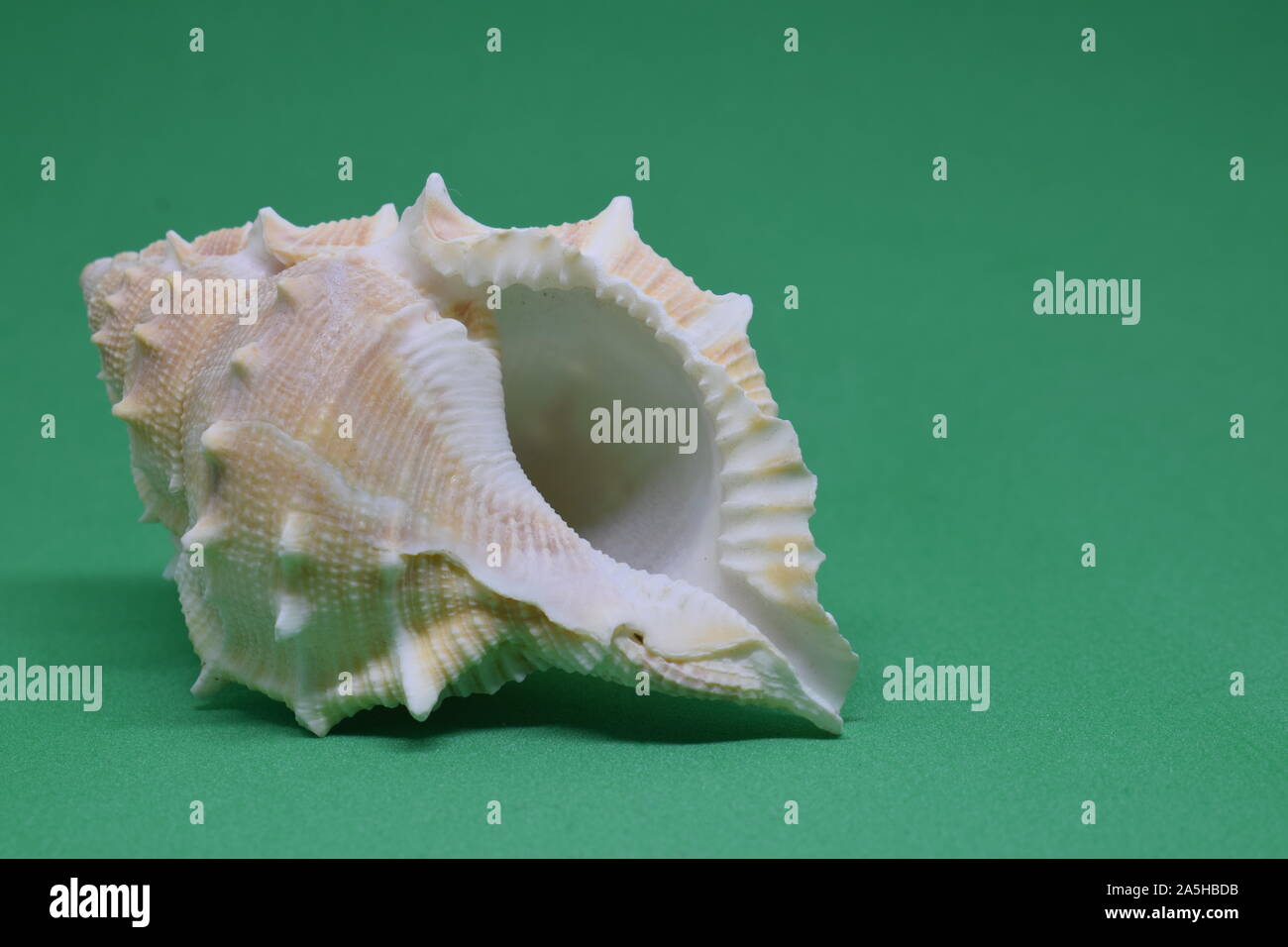 Side view of Triton small seashell conch on green background Stock ...