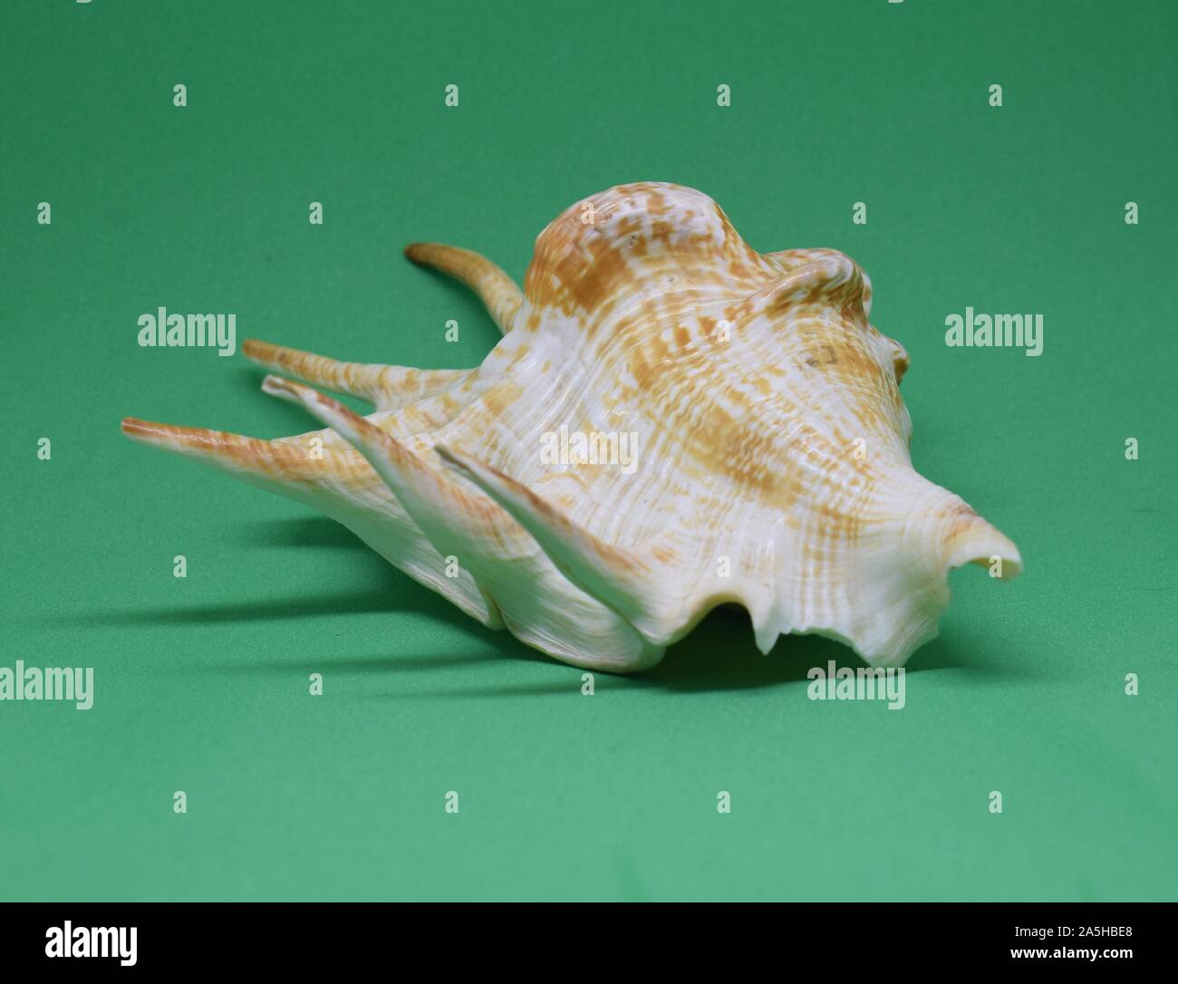 Large sea conch, front view of marine fossil on green background Stock ...