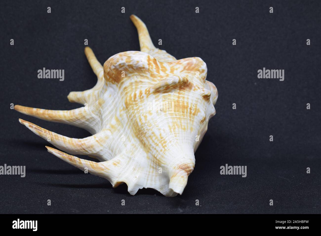 Conch fossil hi-res stock photography and images - Alamy