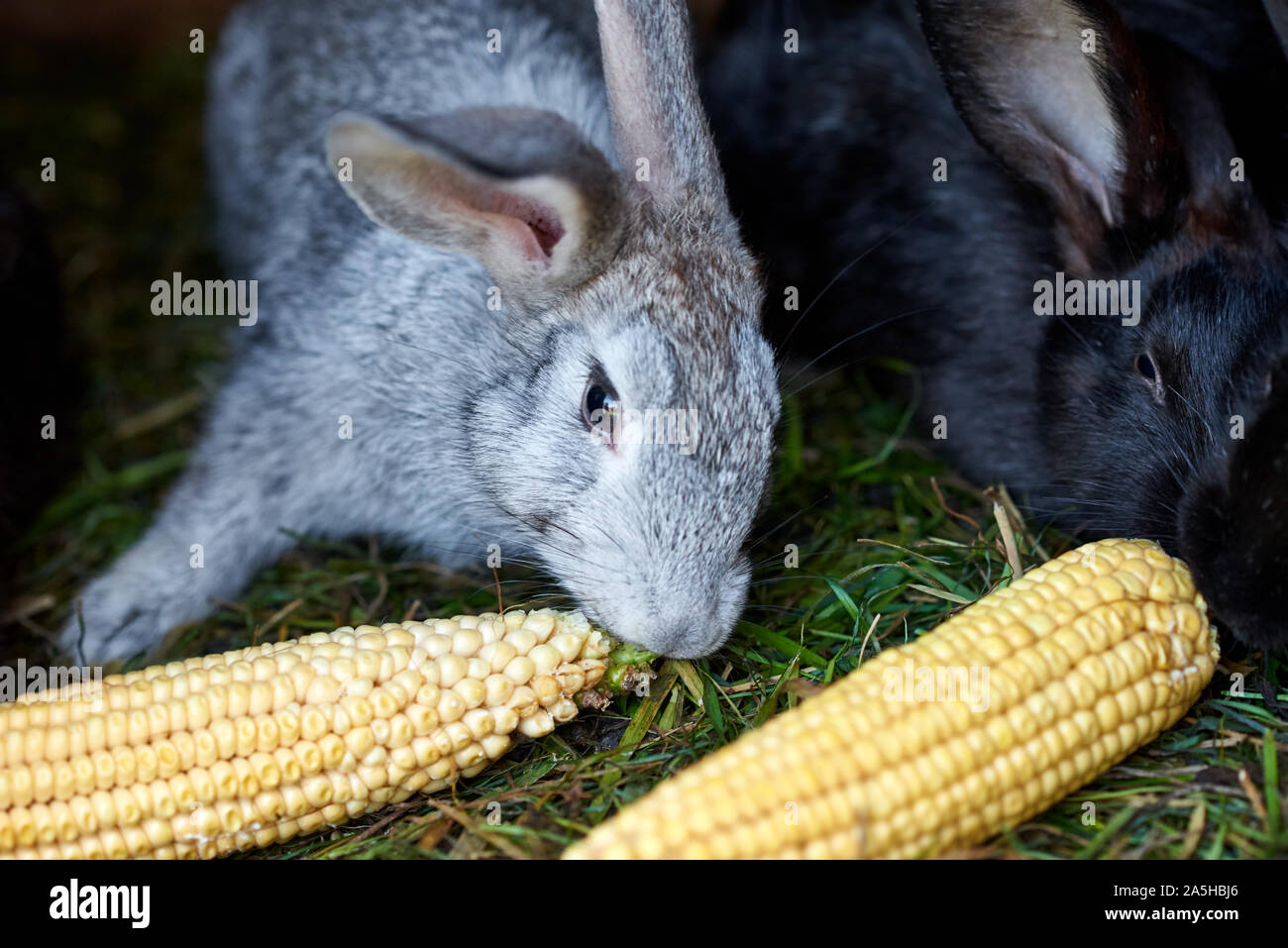 Gray and black bunny rabbits eating ear of corn, close up Stock Photo ...