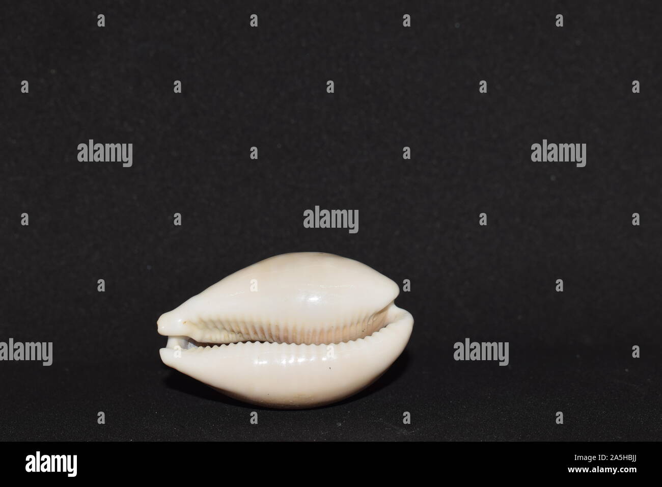 Beautiful large conch front view on white background. Pearly Natural ...