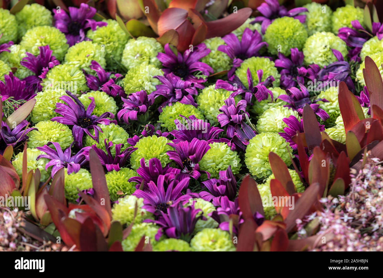 Beauty floristic decoration with colorful tropical flowers Stock Photo ...