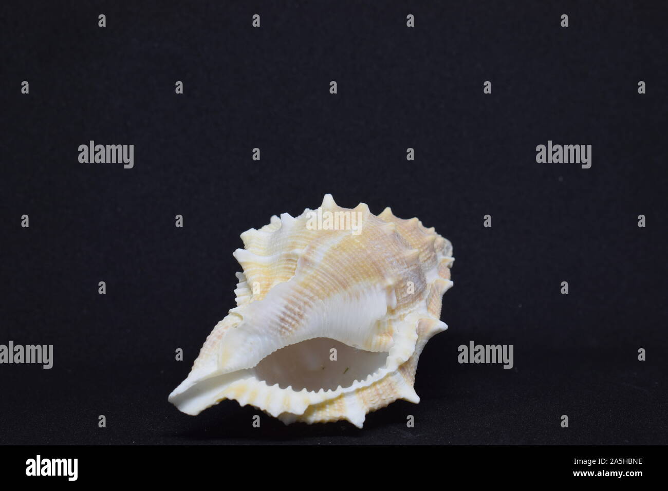 Side view of Triton small seashell conch on black background Stock ...