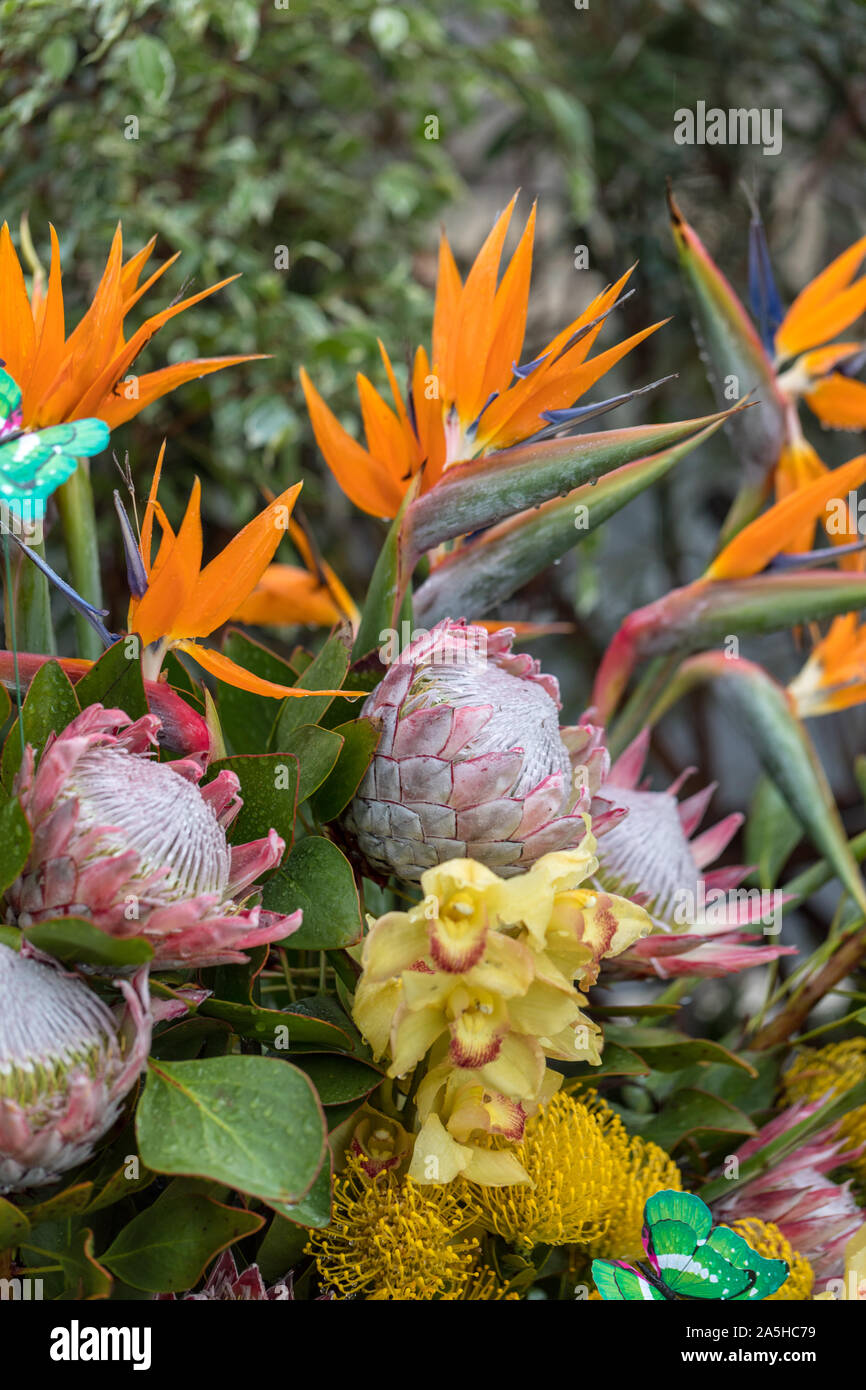Beauty floristic decoration with colorful tropical flowers Stock Photo ...
