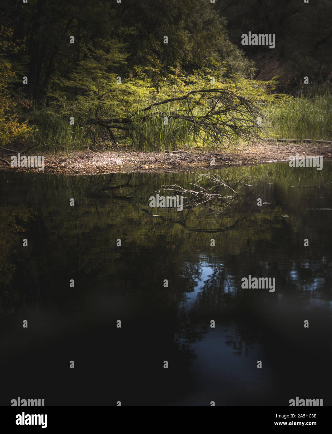 Nature Park Bavarian Forest High Resolution Stock Photography and ...