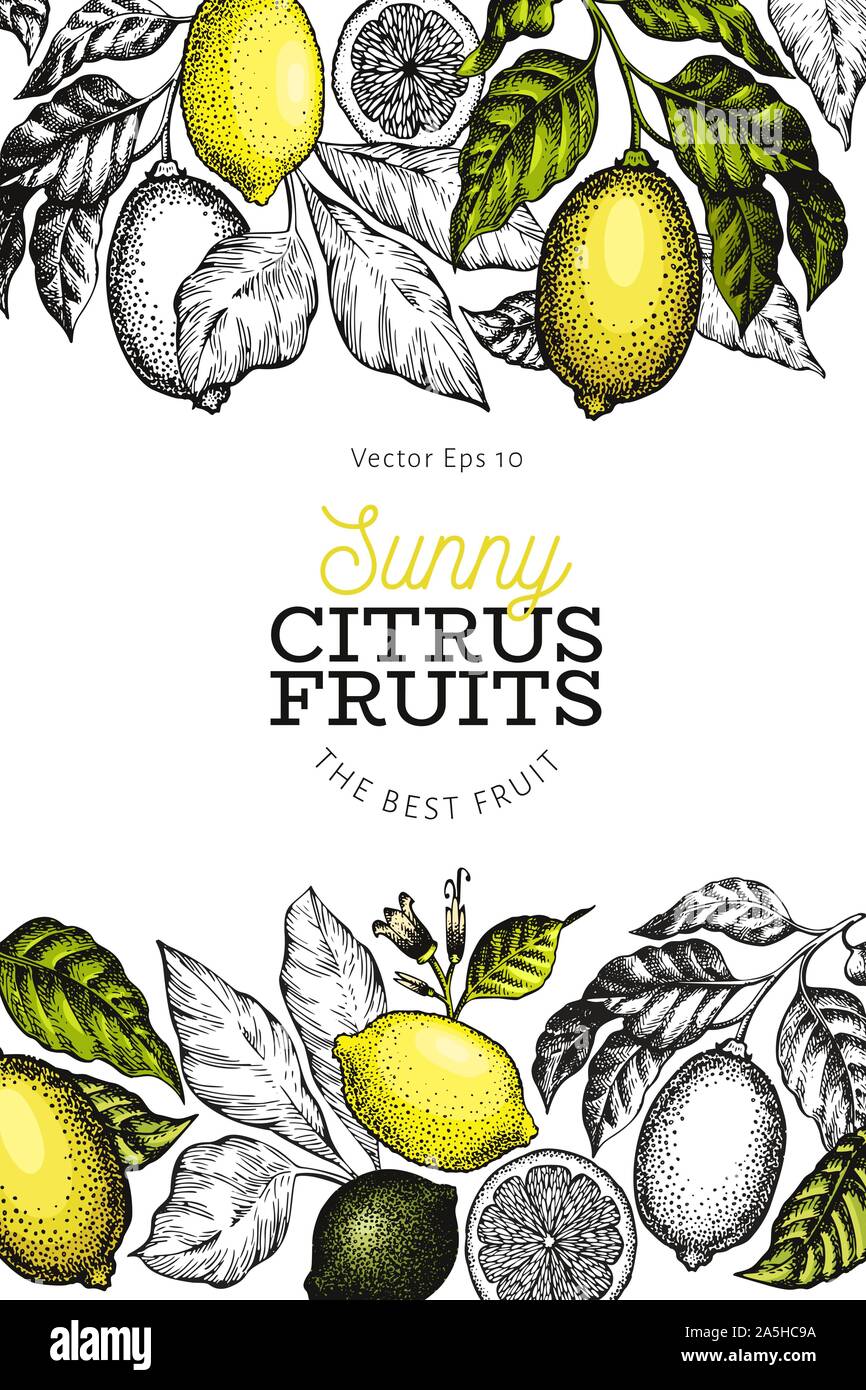 Lemon tree banner template. Hand drawn vector fruit illustration ...