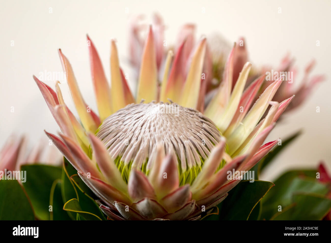 King protea or protea cynaroides the national flower of South Africa ...