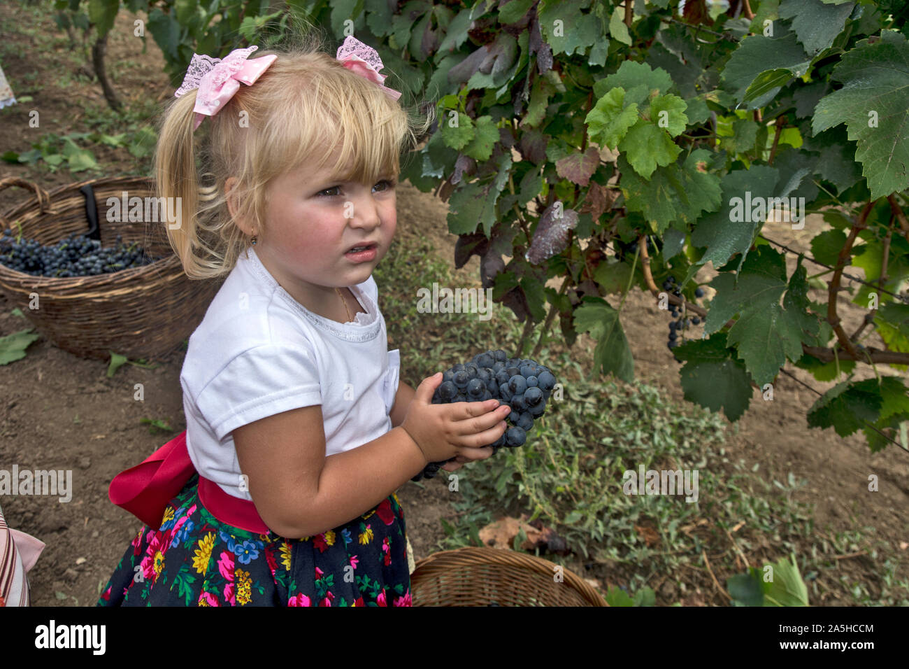 ARADAC, SERBIA, September 07, 2019. Traditional celebration of the ...