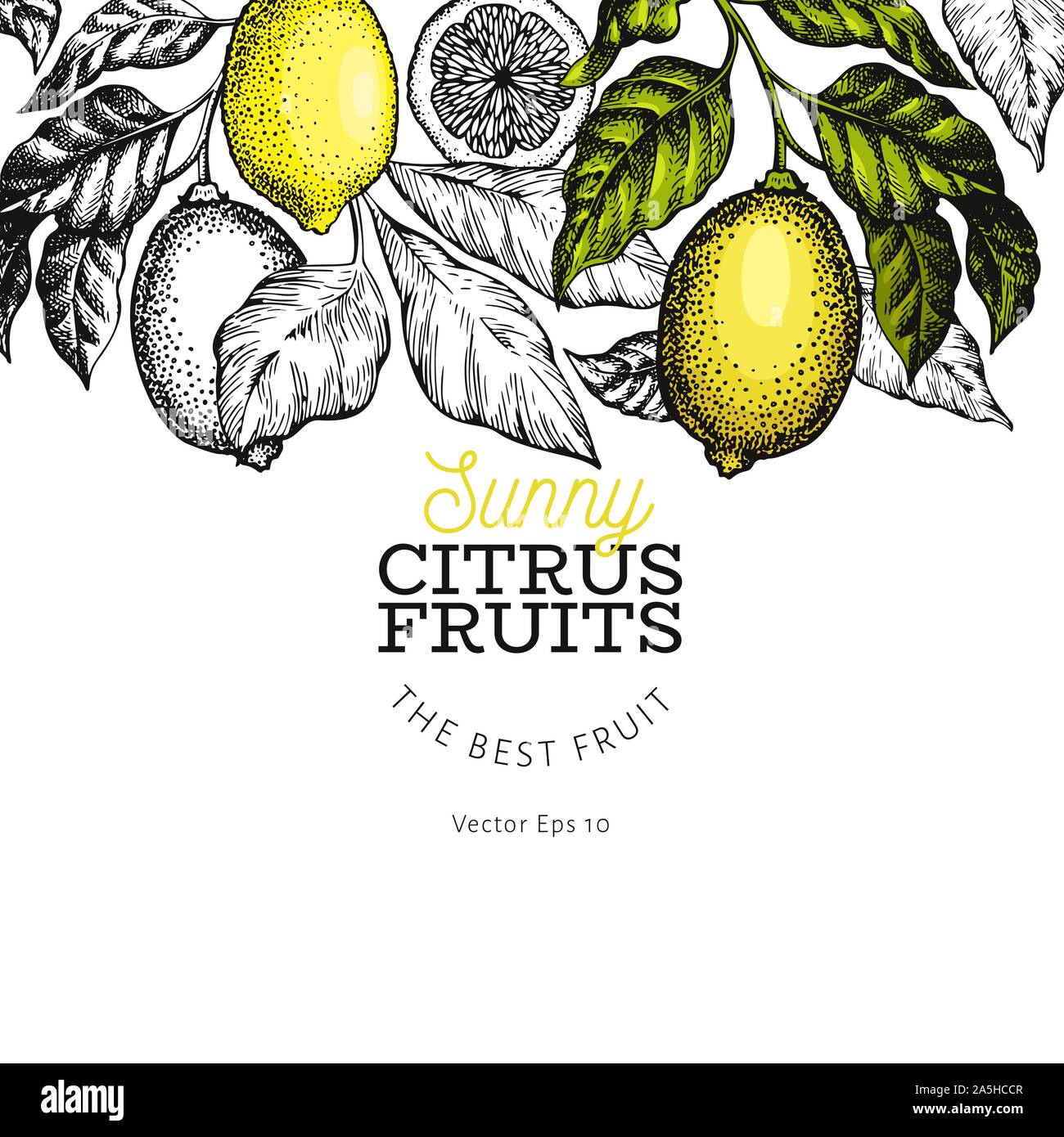 Lemon tree banner template. Hand drawn vector fruit illustration ...
