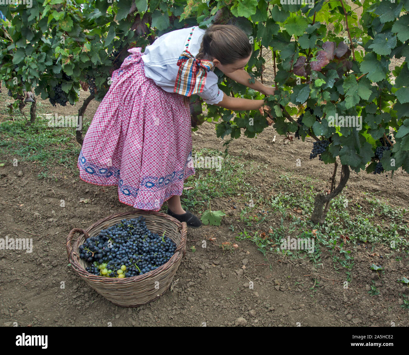 ARADAC, SERBIA, September 07, 2019. Traditional celebration of the ...