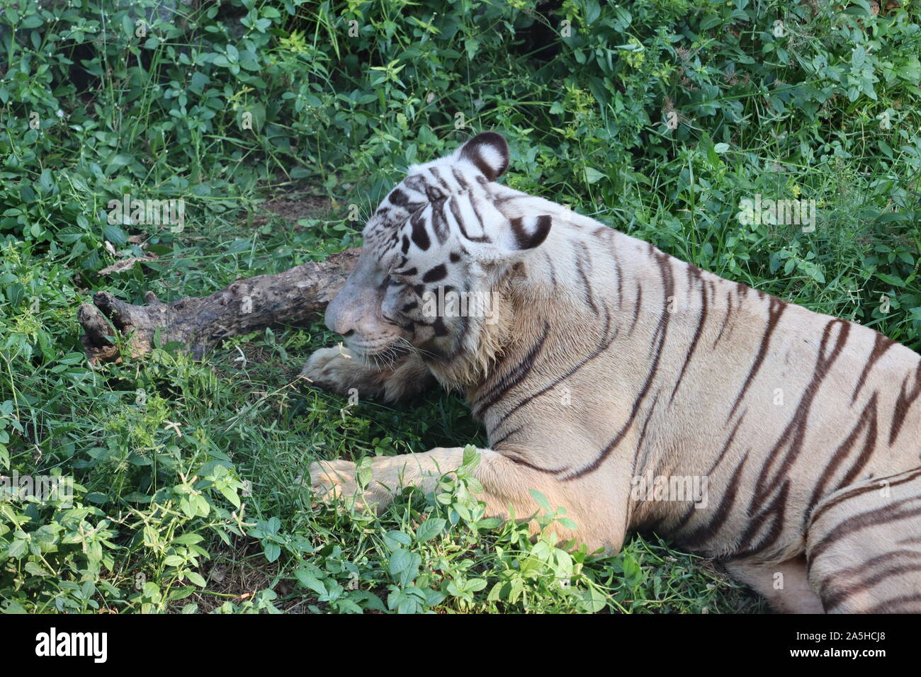 Menacing stare of a white bengal tiger. - Image Stock Photo - Alamy
