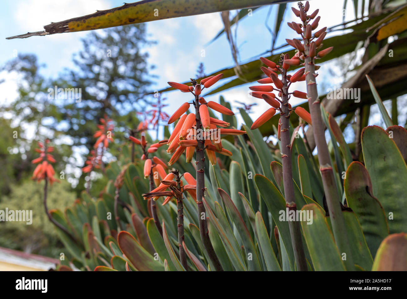 Aloe plant in bloom. Spectacular tall bright orange tubular flower ...