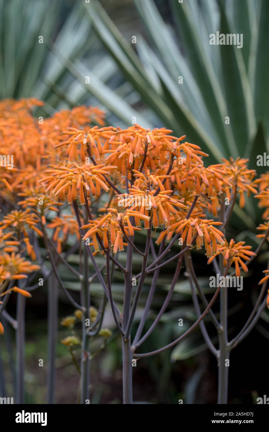 Aloe plant in bloom. Spectacular tall bright orange tubular flower ...