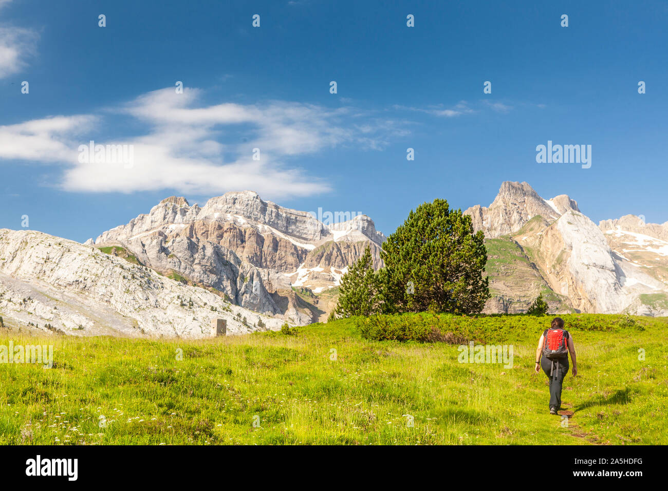 Candanchu tree hi-res stock photography and images - Alamy