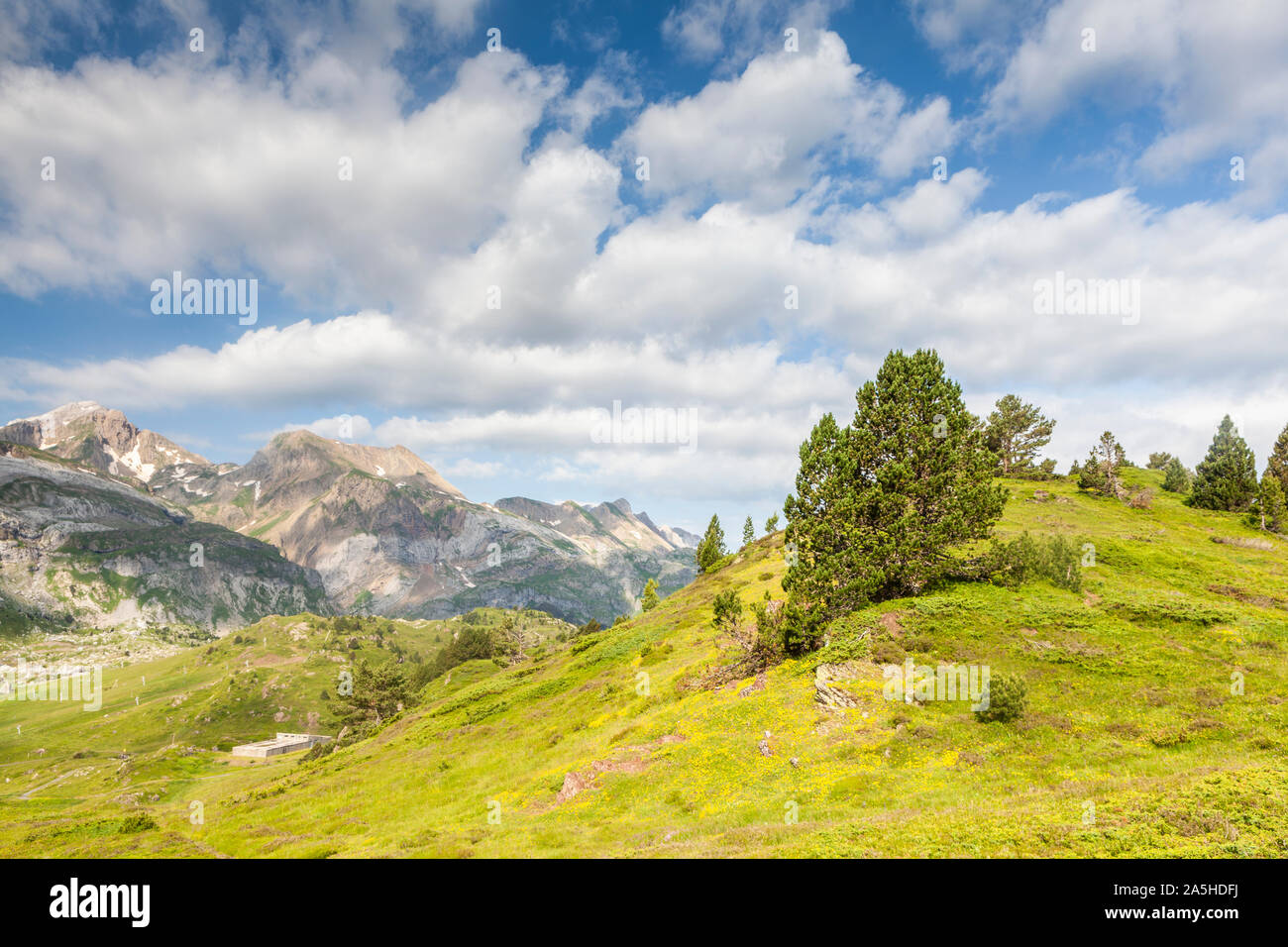 Candanchu tree hi-res stock photography and images - Alamy