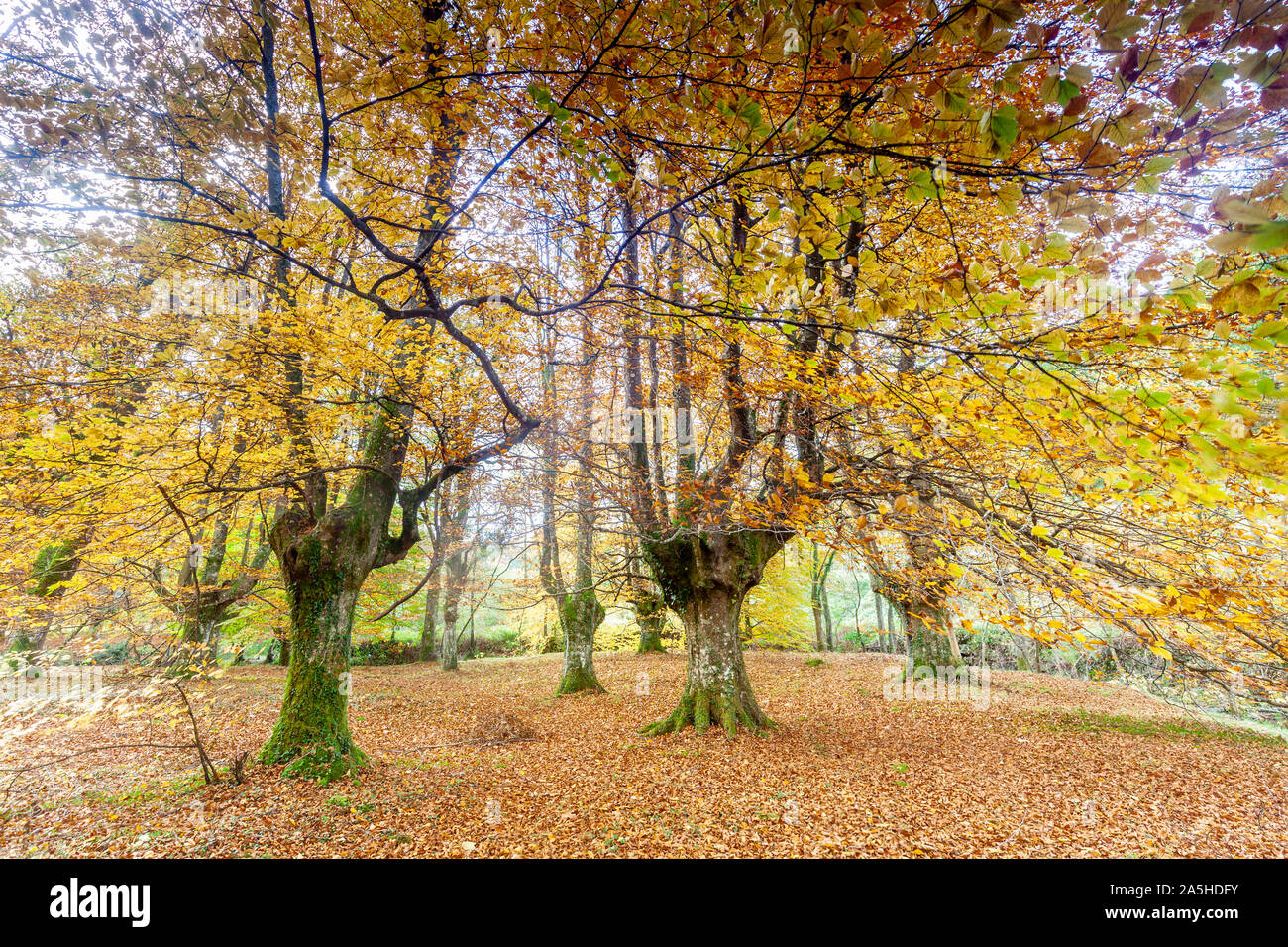 Beech tree grove hi-res stock photography and images - Alamy