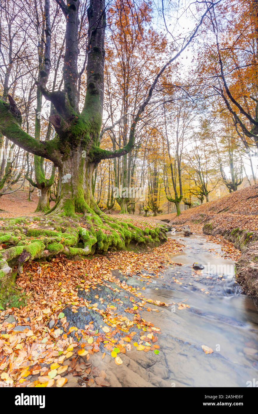 Beech trees forest of Otzarreta, Natural Park of Gorbeia, Vizcaya ...