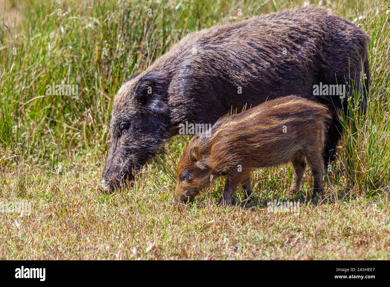 Eurasian wild pig hi-res stock photography and images - Alamy