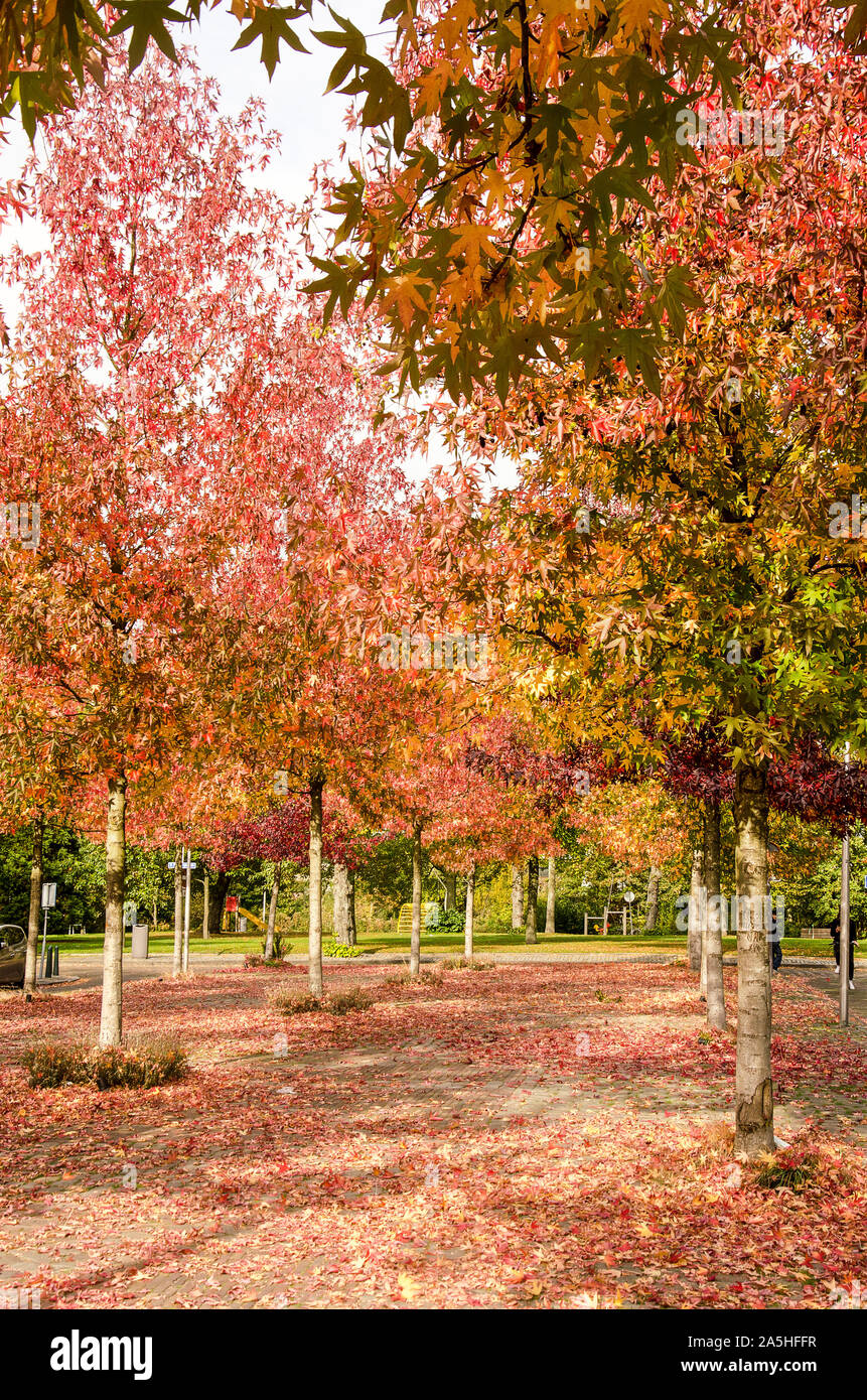 Rotterdam, The Netherlands, October 20, 2018: sweet gum trees with ...