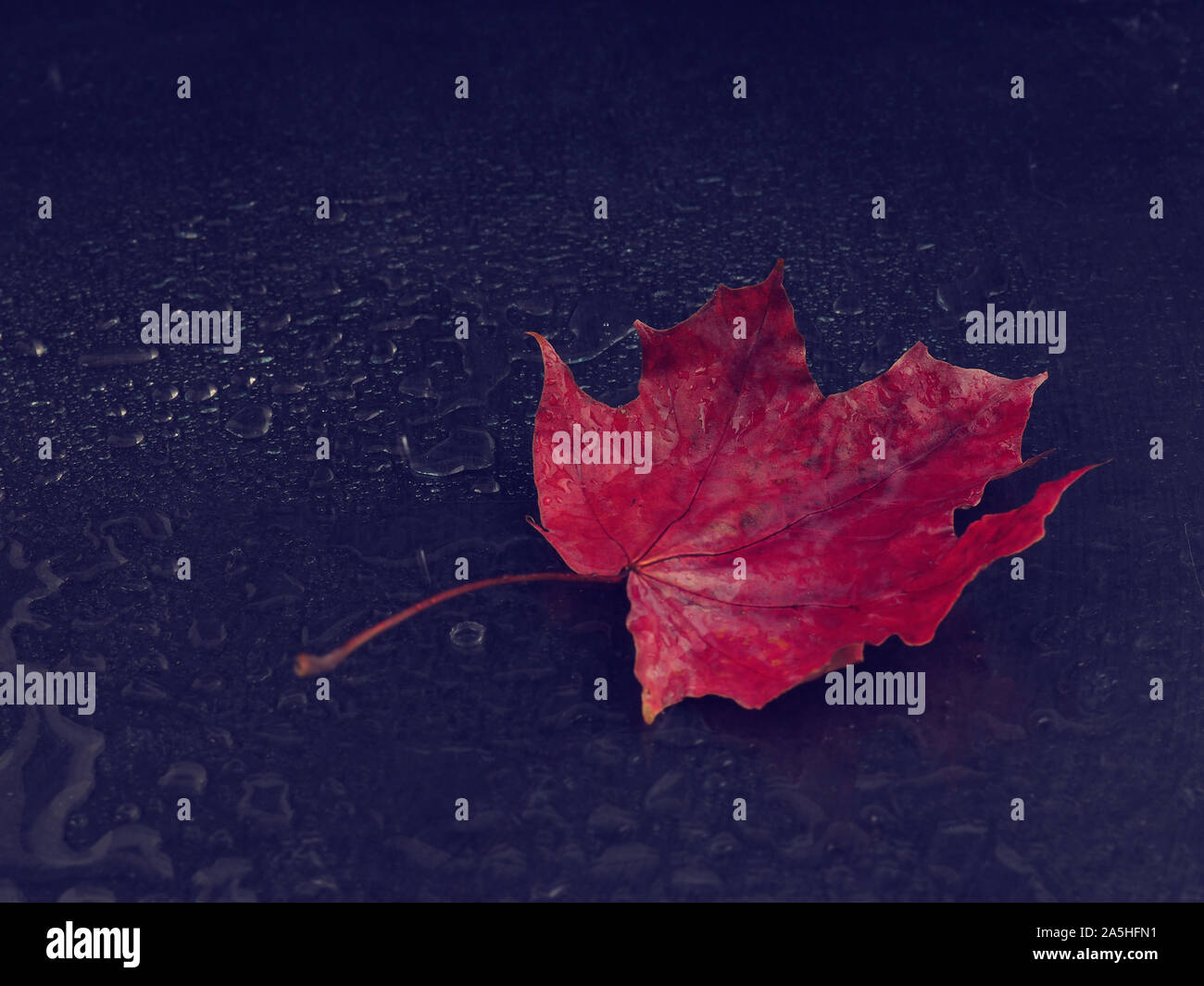 One red maple leaf hi-res stock photography and images - Alamy