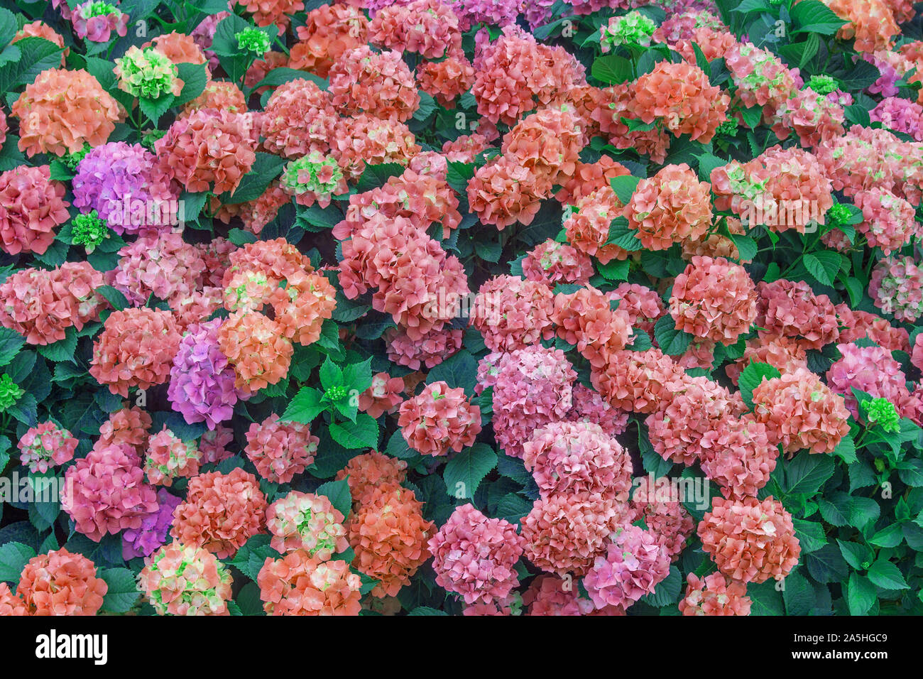 a large Bush of hydrangea flowers in pastel colors Stock Photo - Alamy
