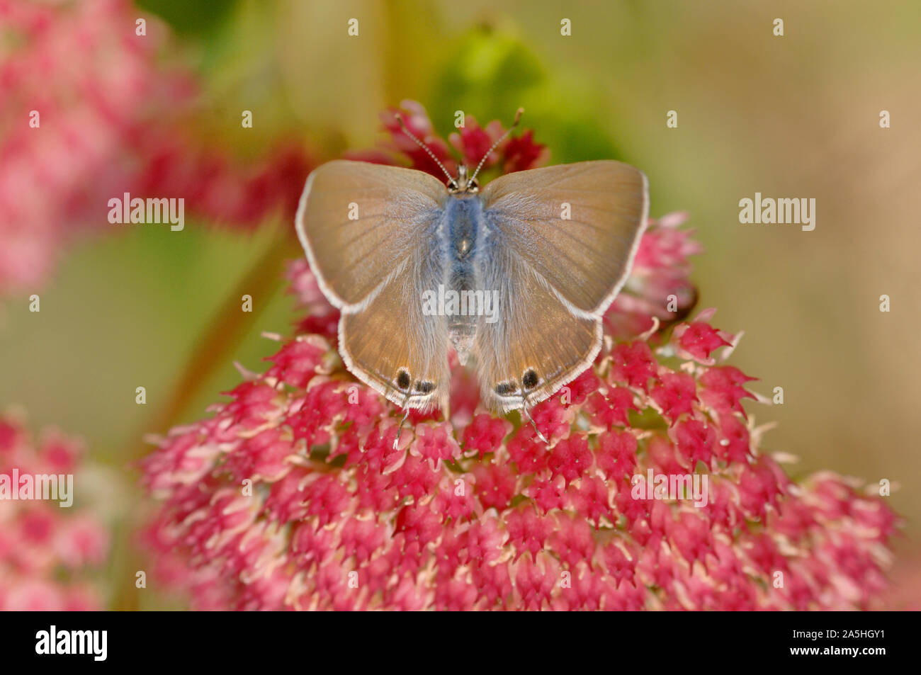 Long tailed Blue Lampides boeticus On Sedum Photographed in france ...