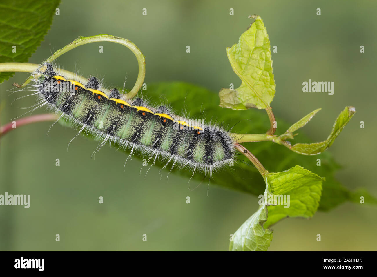 Pfauenspinner, Neoris huttoni, Raupe, Saturnia huttoni, Saturnia ...