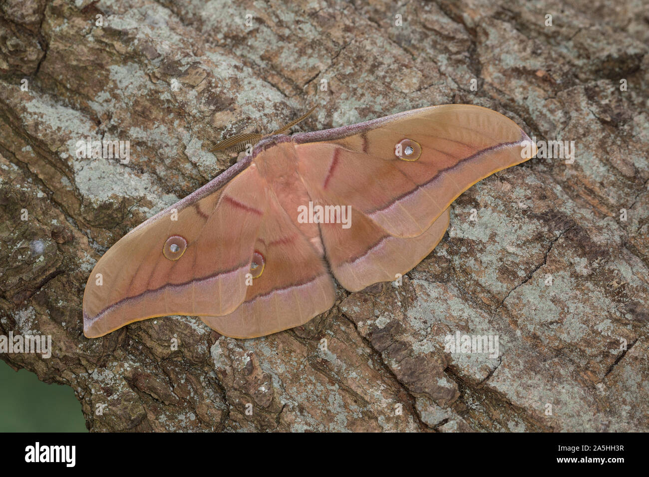 Antheraea pernyi hi-res stock photography and images - Alamy