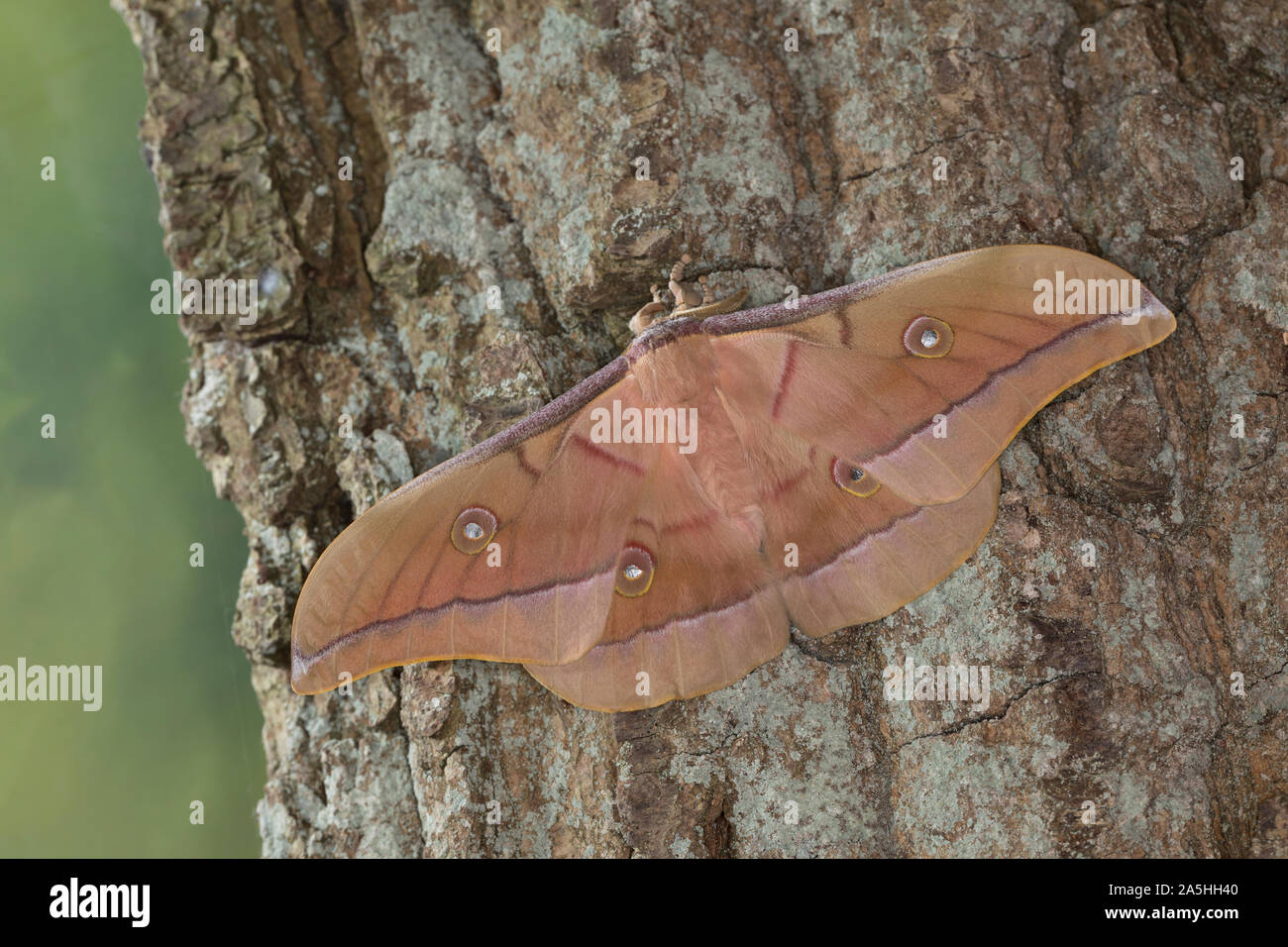 Temperate tussar moth hi-res stock photography and images - Alamy