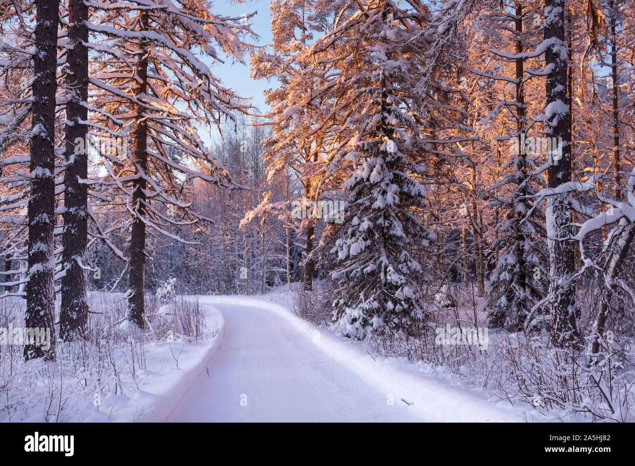 Snowy country road winding under the big larch trees, winter landscape ...