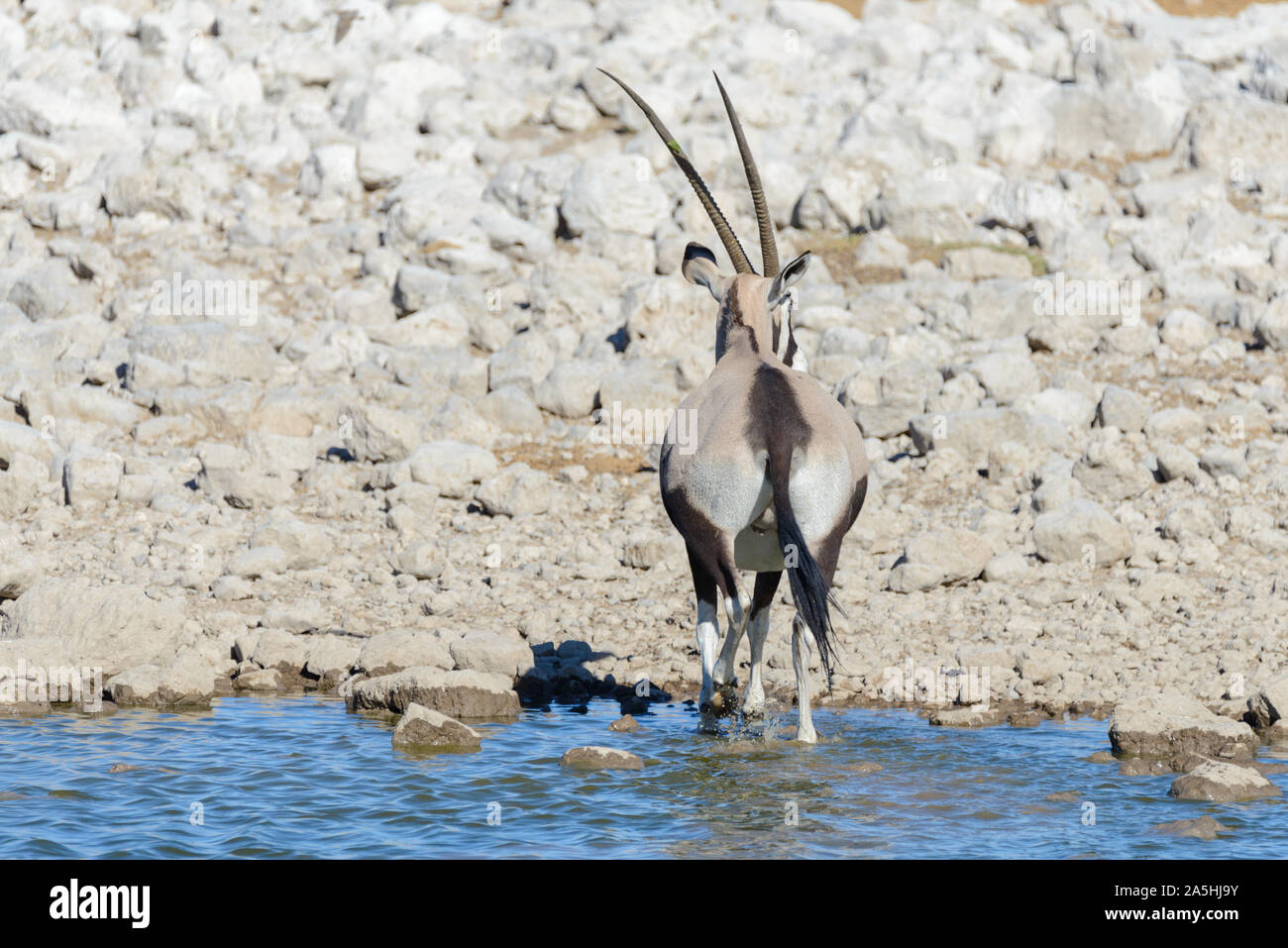 Wild oryx antelope in the African savannah Stock Photo - Alamy