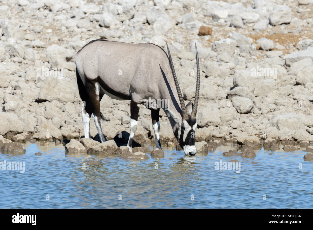 Wild oryx antelope in the African savannah Stock Photo - Alamy