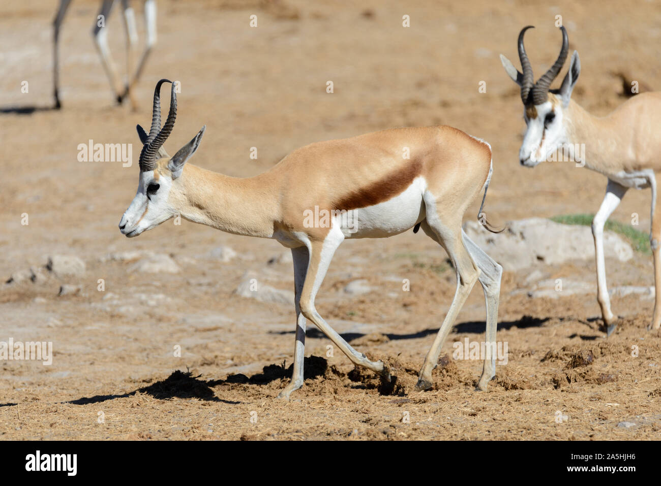 Wild springbok antelopes in the African savanna Stock Photo - Alamy