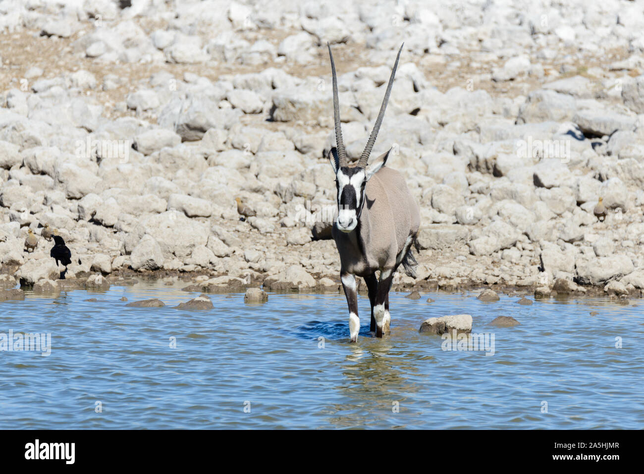 Wild oryx antelope in the African savannah Stock Photo - Alamy