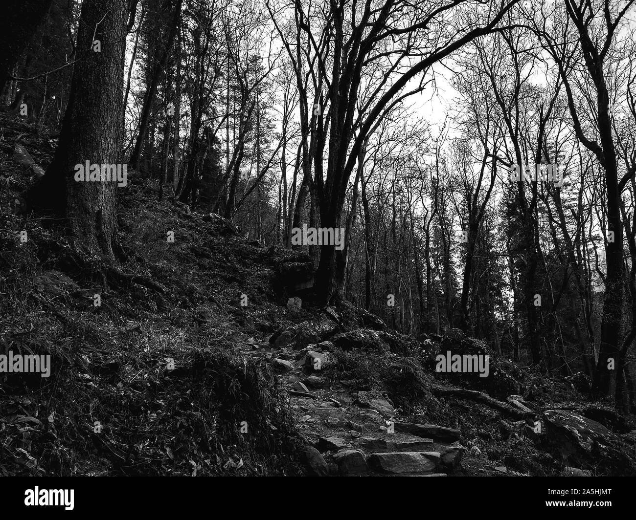 Black and white trees Stock Photo - Alamy