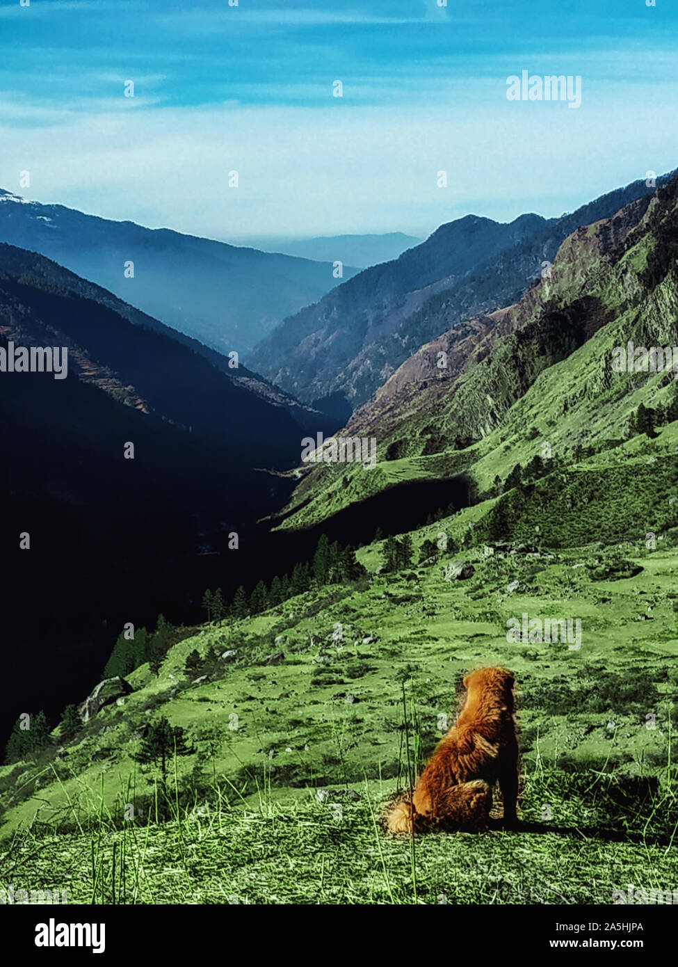 trekking with dogs in nature Stock Photo - Alamy