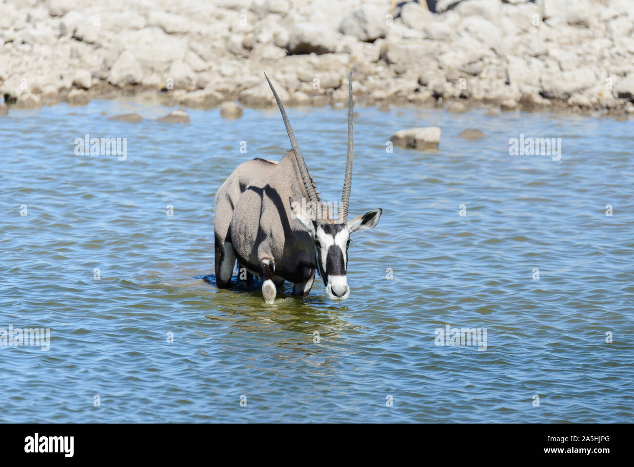 Wild oryx antelope in the African savannah Stock Photo - Alamy