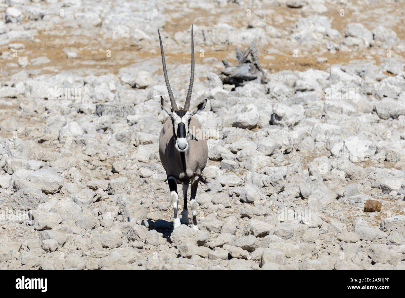Wild oryx antelope in the African savannah Stock Photo - Alamy