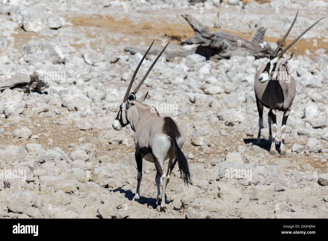 Wild oryx antelope in the African savannah Stock Photo - Alamy