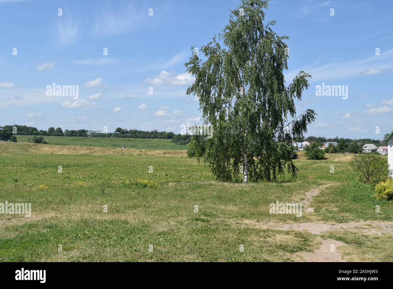 Birch tree flowers hi-res stock photography and images - Alamy