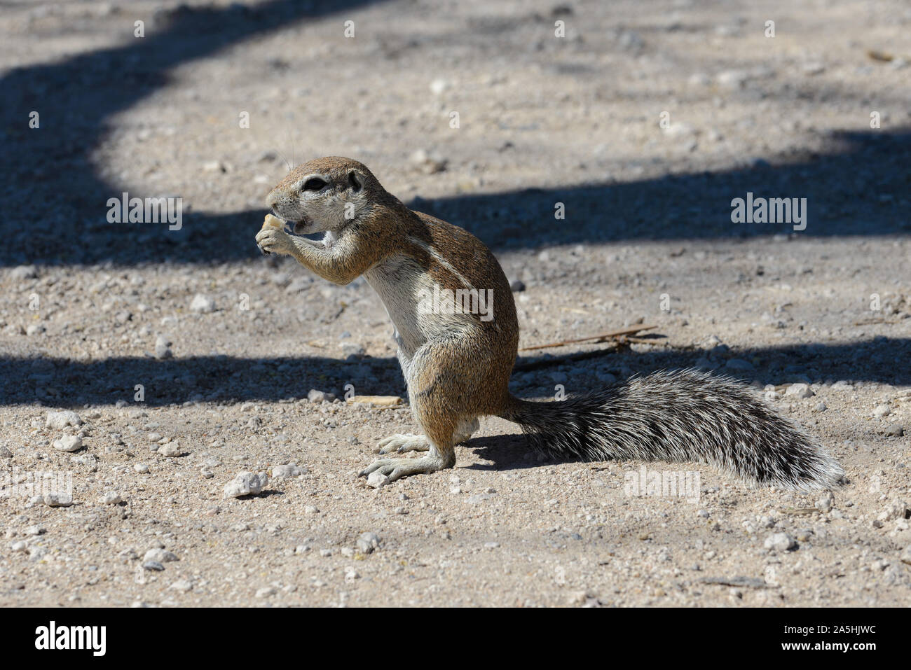 South African ground squirrel Xerus inauris sitting Stock Photo - Alamy