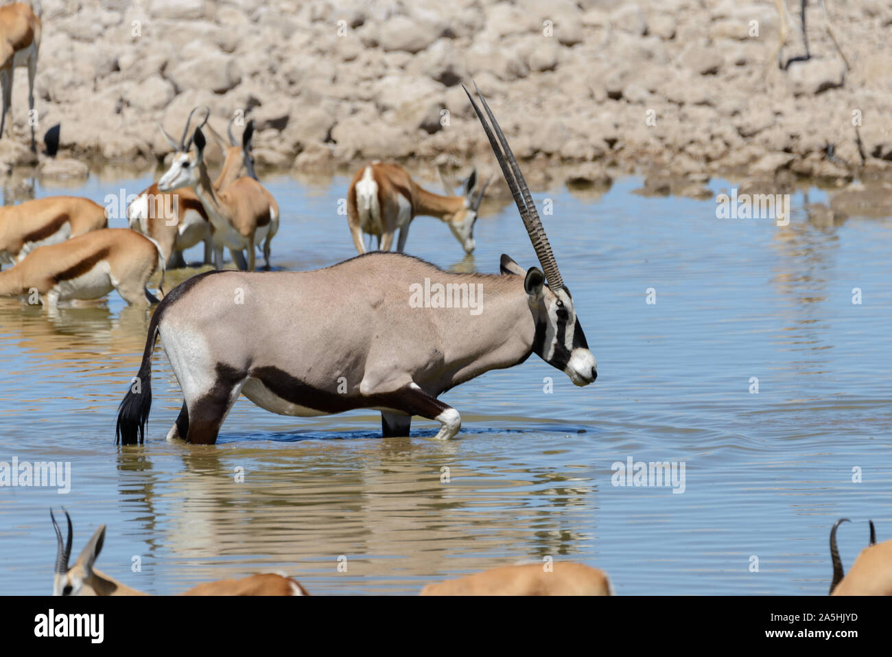 Wild oryx antelope in the African savannah Stock Photo - Alamy