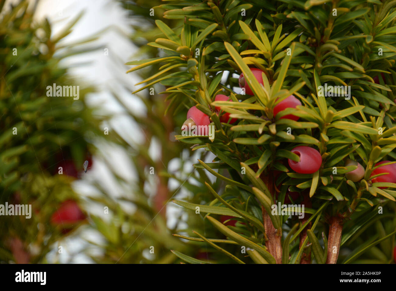 taxus baccata or european yew shoots with mature and immature cones ...