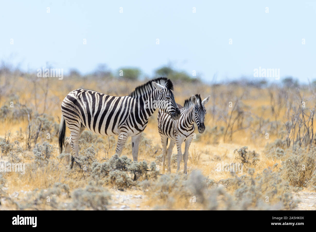 Wild zebra mother with cub walking in the African savanna Stock Photo ...