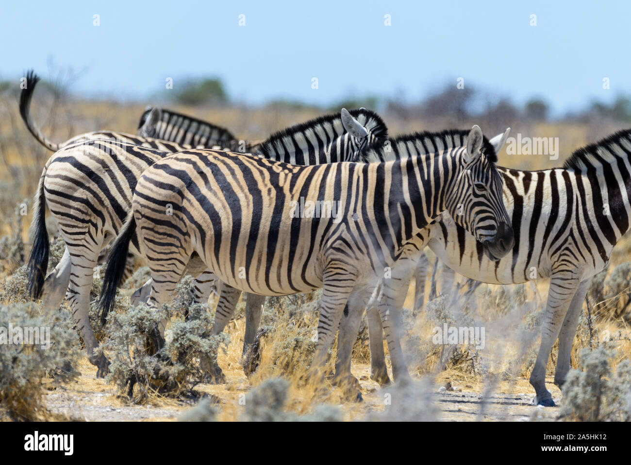 Wild zebras walking in the African savanna Stock Photo - Alamy