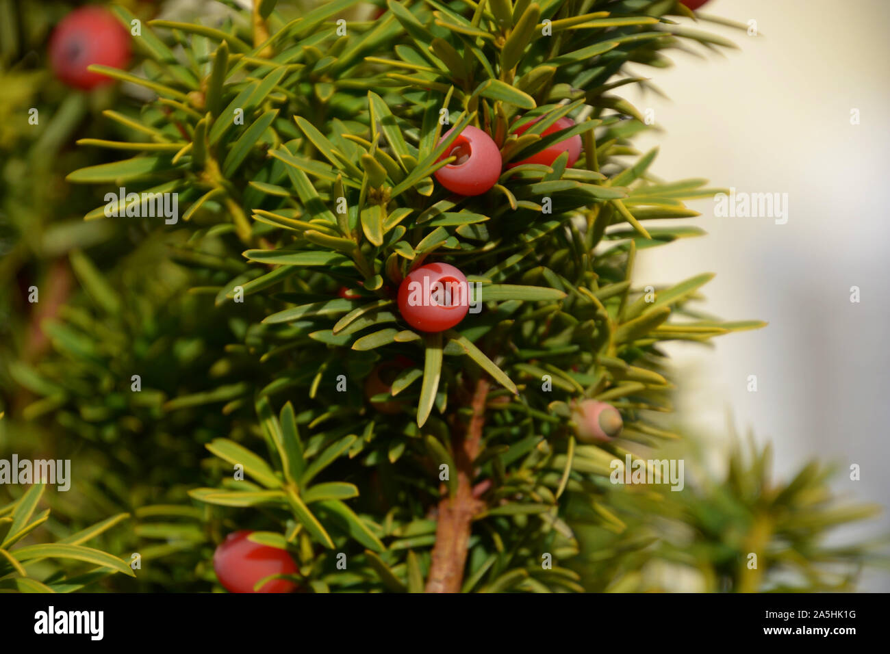 European Yew High Resolution Stock Photography and Images - Alamy